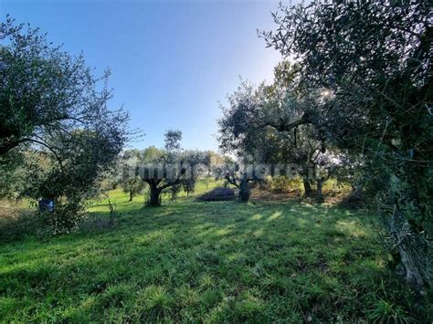 Terreno Agricolo Strada Grottana Viterbo Rif Immobiliare It