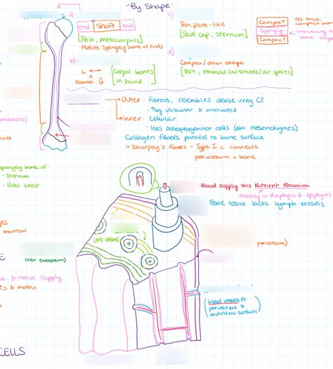 Bone Diagrams Diagram Quizlet