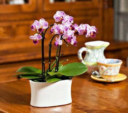 Las Mini Orquídeas Phalaenopsis Mini Cuidar Facilmente
