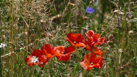 Kostenlose foto Natur Gras blühen Wiese Prärie Sommer rot