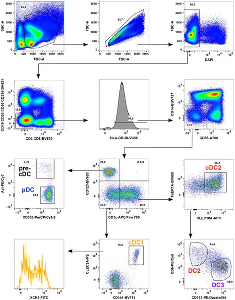 exemplary gating strategy of the dendritic cell compartment in human download scientific