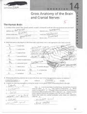 Exercise 14 Gross Anatomy Of The Brain And Crainial Nerves Review Sheet