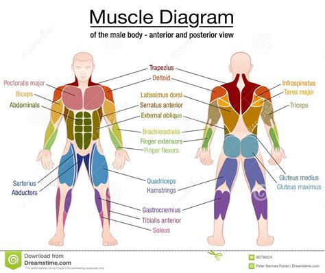 Male Muscle Anatomy Diagram