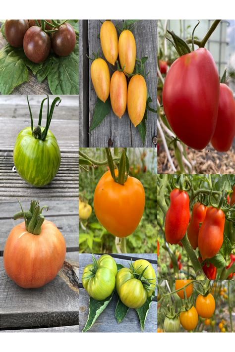 Gro Es Tomaten Set Bio Tomatensorten Samenfest