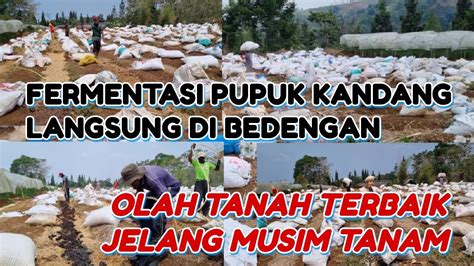 CARA MUDAH FERMENTASI PUPUK KANDANG LANGSUNG DI BEDENGAN OLAH TANAH