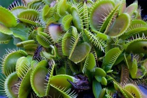 Adaptations In Plants Flashcards Quizlet