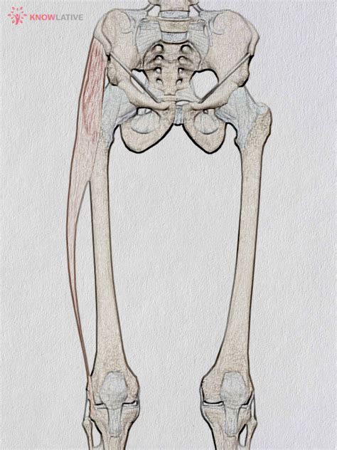Tensor Fascia Lata Attachment
