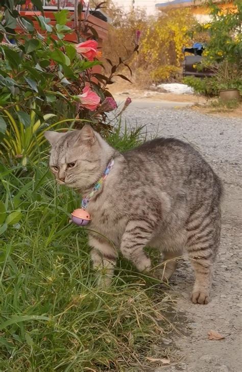 J Meg Brainworms On Twitter Rt Translatedcats I M Starving Lately