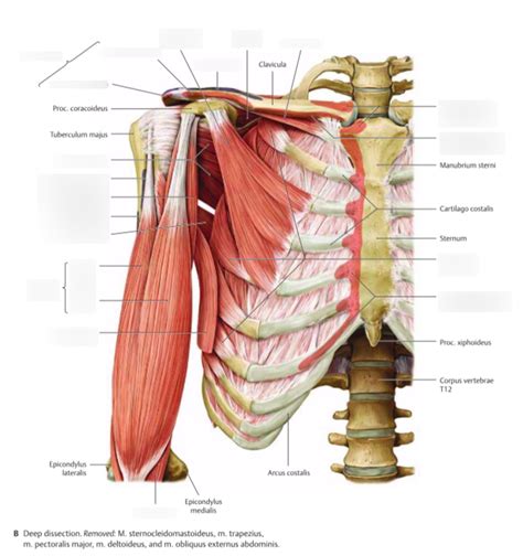 Anatomi Muskler Axeln Deep Dissection Anterior View Diagram Quizlet
