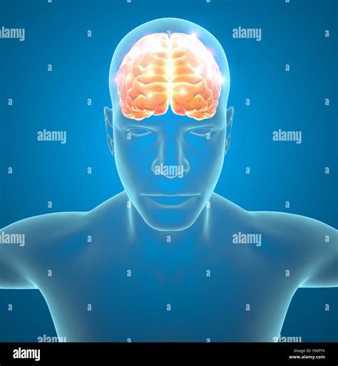 Brain Functions Hi Res Stock Photography And Images Alamy