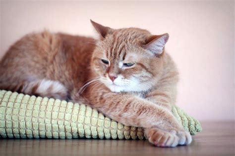 Rüyada Evde Kedi Görmek Ne Anlama Gelir Güncel Oku