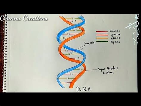 How To Draw Dna Double Helix Structure Labelled Diagram Of Dna