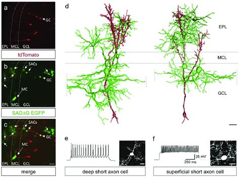 Newborn Granule Cells Receive Extensive Input From Short Axon Cells