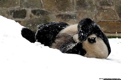 Baby Pandas Playing In Snow Amazing Wallpapers