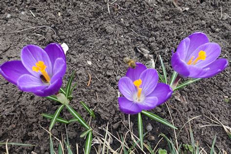 10 grandes plantas con flores para tu jardín