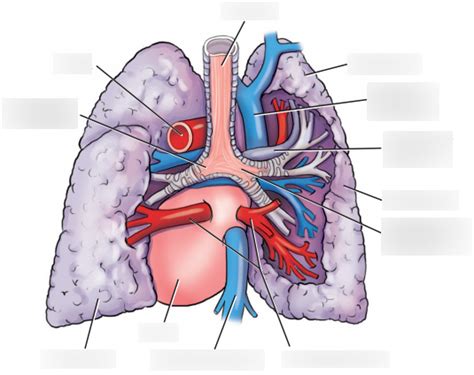 Lungs And Structures Within Mediastinum Posterior View Diagram Quizlet