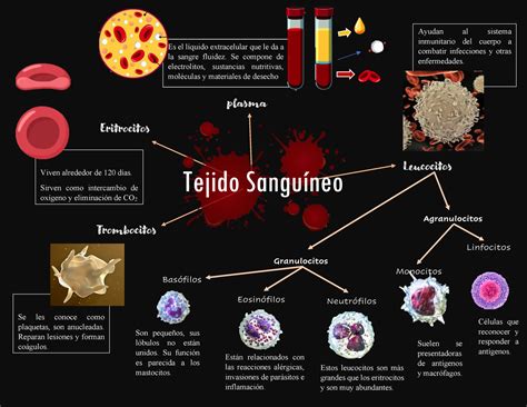 Mapa mental sobre los componentes más importantes del Tejido sanguíneo