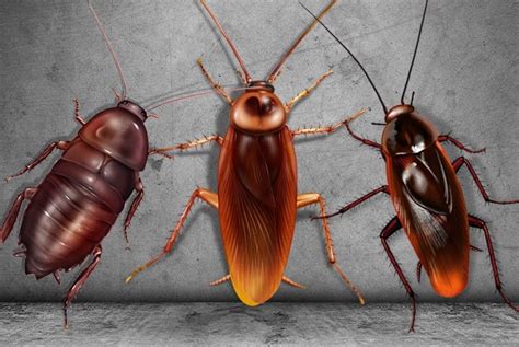 Bugs That Look Like Cockroaches In Maine Bugs That Look Like