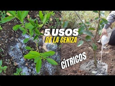 Details Ceniza Para Rboles Frutales Abzlocal Mx