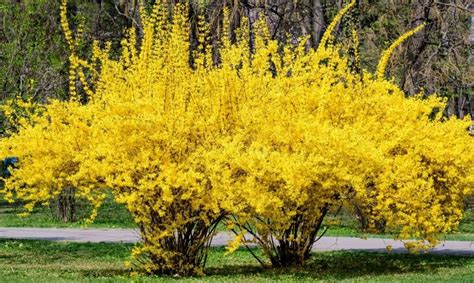 How To Propagate Forsythia The Garden Bug Detroit