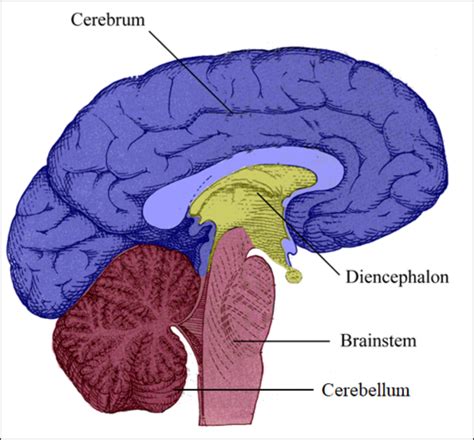 Central Nervous System Flashcards Quizlet