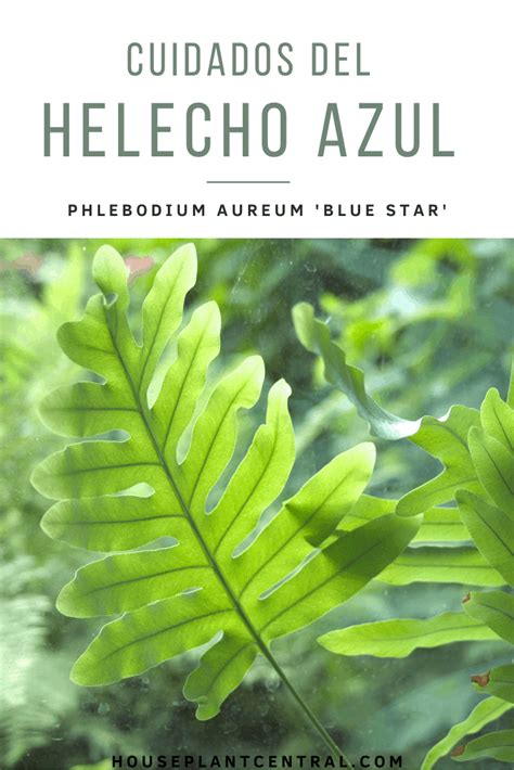 Phlebodium Aureum Blue Star Cuidados Del Helecho Azul Houseplant