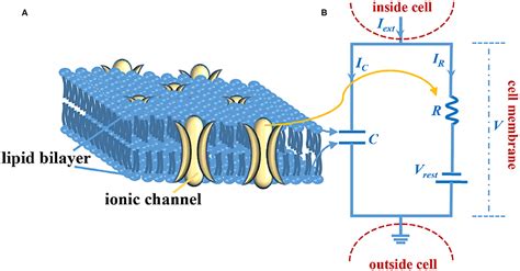 Frontiers Memristive Lif Spiking Neuron Model And Its Application In