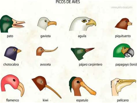 Tipos De Aves Consejos Para Mi Huerto