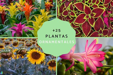 Plantas De Ornato Descubre Tipos Y Ejemplos DonComo