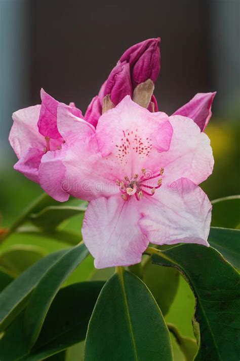 Bellas Flores Rosadas De Rododendros En Primavera Imagen De Archivo