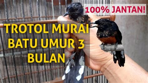 Murai Batu Trotol Jantan Umur 3 Bulan 100 Akurat Menentukkan Jenis