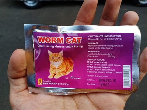 8 Ciri Ciri Kucing Cacingan Dan Cara Mengobatinya Daftarhewan