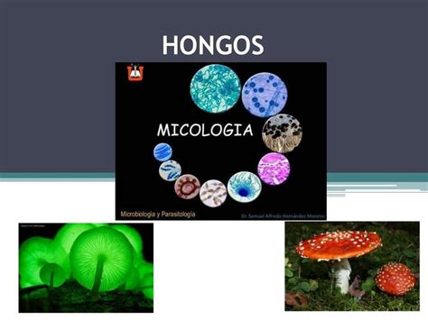 Hongos Microbiolog A Samantha Shernandez Udocz