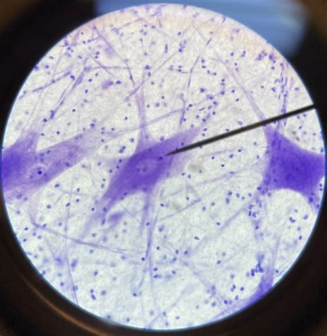 Lab 8 Central And Peripheral Nervous System Flashcards Quizlet