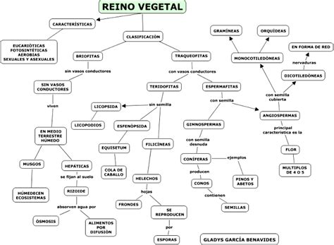 Mapa Conceptual Del Reino Vegetal Reino Vegetal