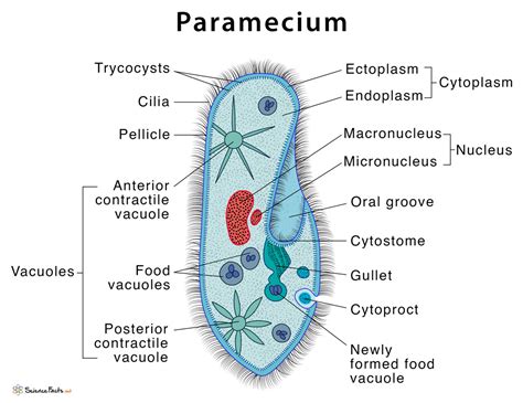 Draw A Well Labelled Diagram Of Paramecium
