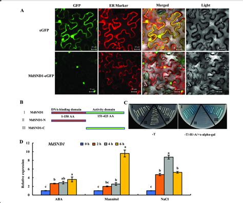 Subcellular Localization Transcriptional Activation And Stress