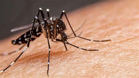 Cómo detectar los síntomas del dengue grave