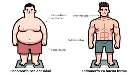 Guía Completa del Cuerpo Endomorfo Dieta Entrenamiento y Consejos
