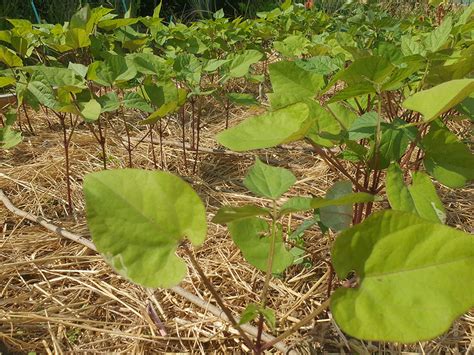 Comment Semer Planter Les Haricots Verts Petit Potager Bio