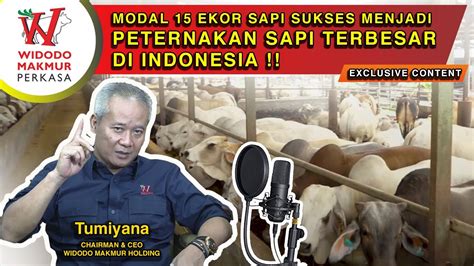 Kisah Sukses Peternakan Sapi Terbesar Indonesia Widodo Makmur Perkasa