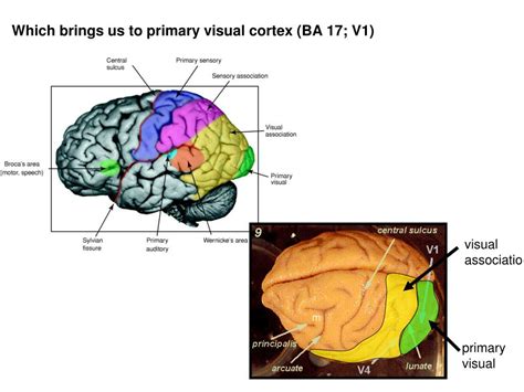 PPT Cortical Circuits For Vision PowerPoint Presentation Free