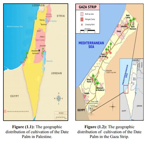 الجغرافيا دراسات و أبحاث جغرافية The Current Status of the Date Palm