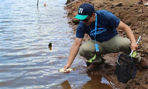 PIRACEMA É HORA DE RESPEITAR O PERÍODO DE REPRODUÇÃO DOS PEIXES