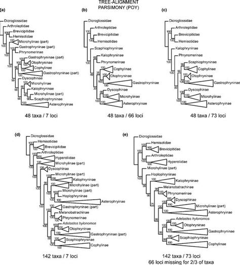 Strict Consensus Of Most Parsimonious Trees Inferred From Using A