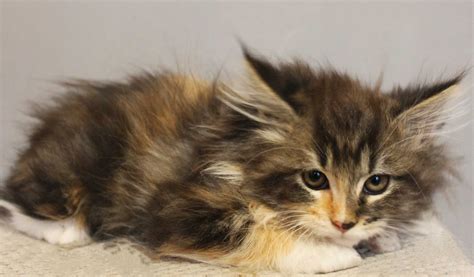 Śliczna kotka Maine coon gotowa do odbioru Biskupice OLX pl
