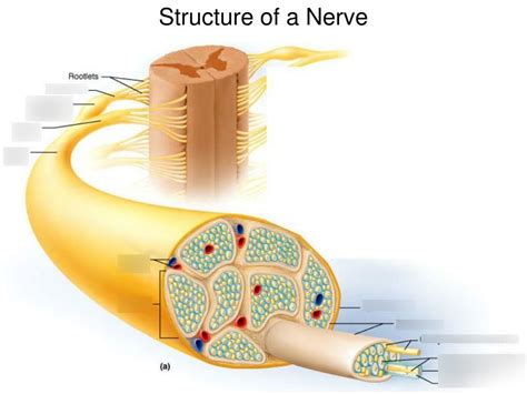 Nerve Structure Diagram Quizlet