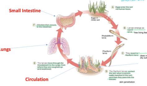 Parasitology Exam Flashcards Quizlet