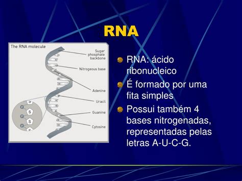 PPT O Núcleo Celular PowerPoint Presentation free download ID 4203343
