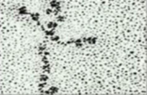 Laminin Evidence Of Divine Creation Snopes